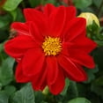 Outsidepride Dahlia Opera Red - 400 Seeds - Walmart.com