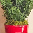 Nearly Natural 27" Mini Cedar Pine Artificial Tree in Decorative ...