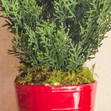 Nearly Natural 27" Mini Cedar Pine Artificial Tree in Decorative ...