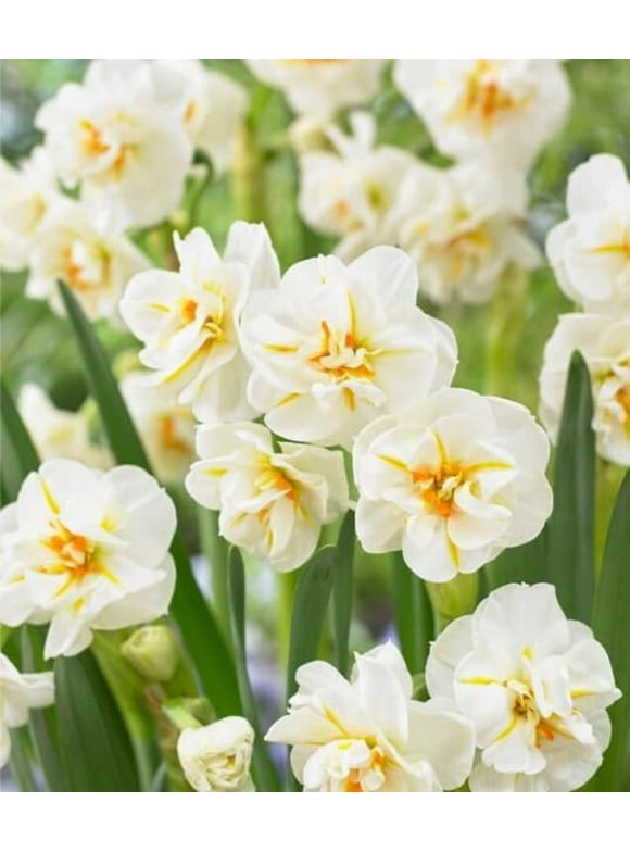 Daffodil Bulbs in Plant Bulbs - Walmart.com