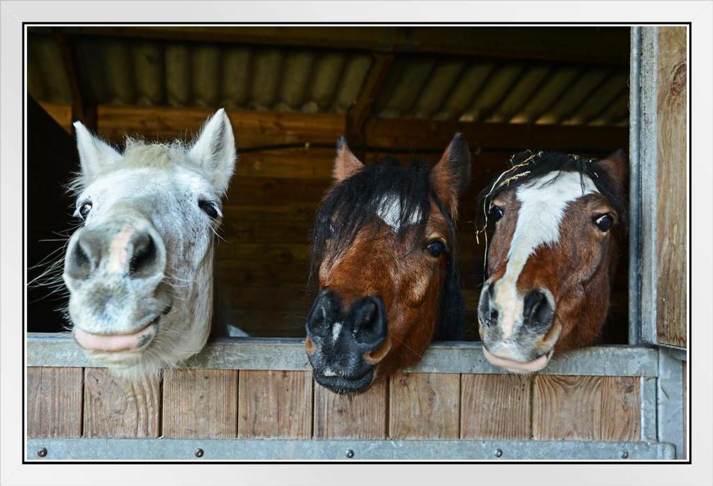 Happy Horse Faces In Stable Animal Portraits on Farm Photo Poster Horse ...