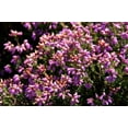 100 Scotch TRUE HEATHER Shrub Scot's Purple Pink Flower Calluna ...