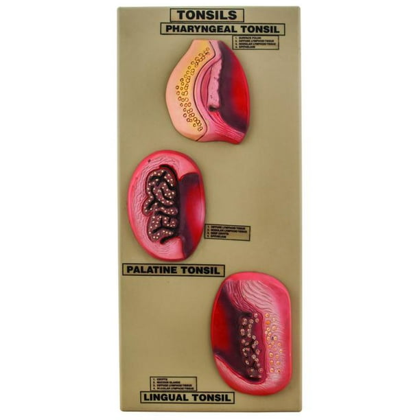 Premium Model of Tonsils - 3D View of Pharyngeal, Palatine, and Lingual ...