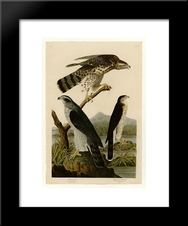 Plate 141 I. Goshawk - 2. Stanley Hawk 20x24 Framed Art Print by John ...