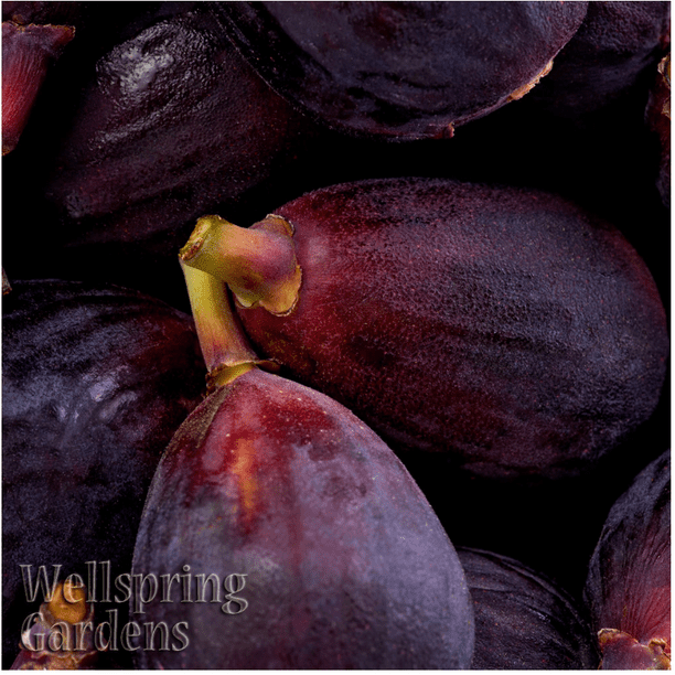 Beer's Black Fig (Dwarf Habit) - Ficus carica - Live Plant - Walmart.com