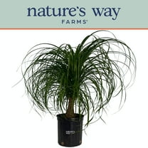 Nature's Way Farms Indoor Majesty Palm Live Plant, 25-30 inches tall ...