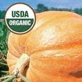 Ferry-Morse Organic 2.1G Pumpkin Big Max Annual Vegetable Seeds, Full ...