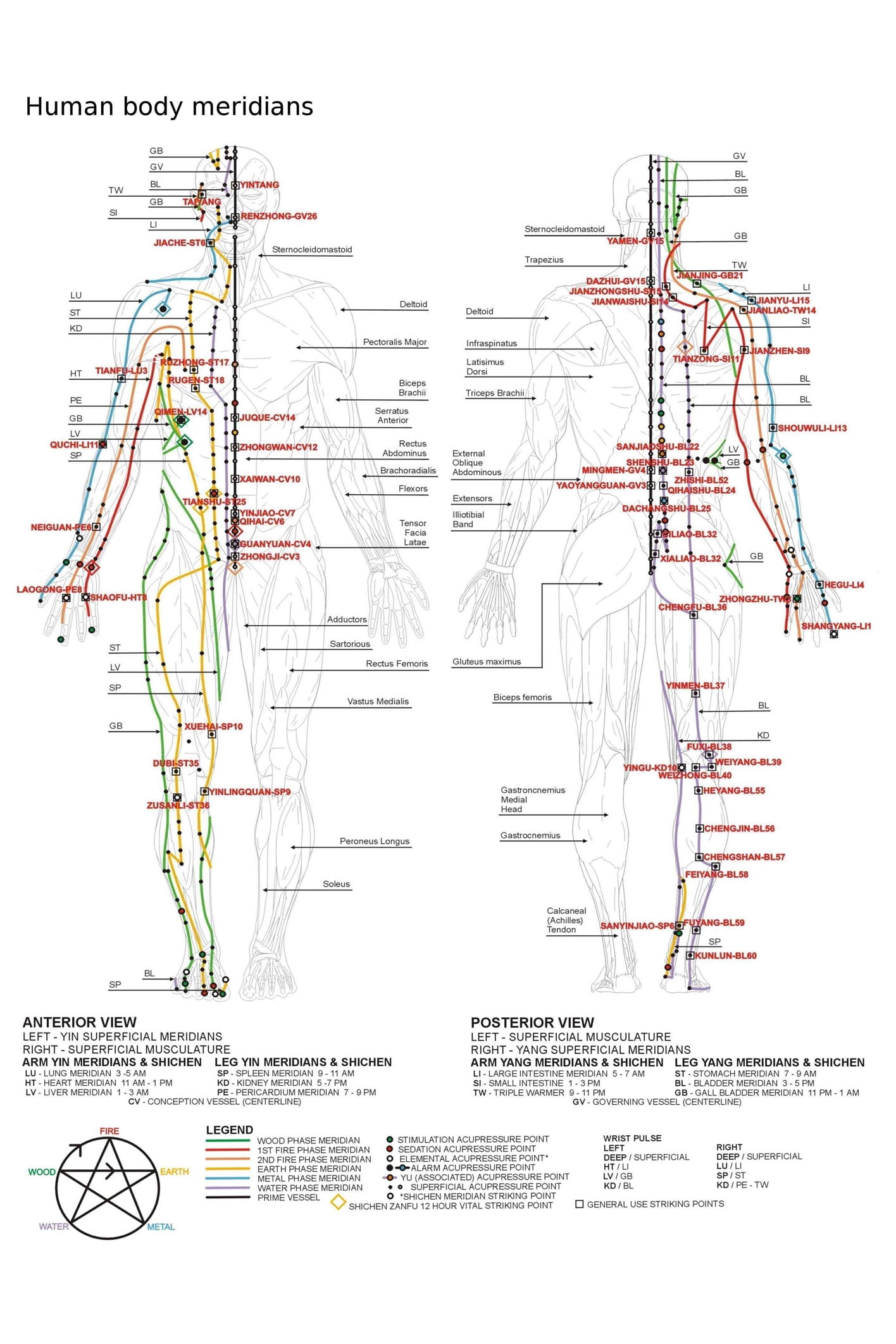 24x36 gallery poster, Diagram of the chinese or human body meridians ...