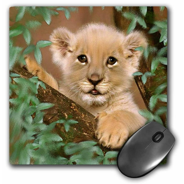 3dRose Cub Lion, Mouse Pad, 8 by 8 inches - Walmart.com