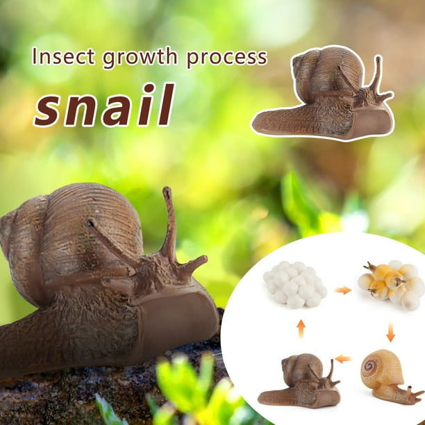 matoen 4 Piece Insect Figure Life Cycle Plastic Brood To Period ...