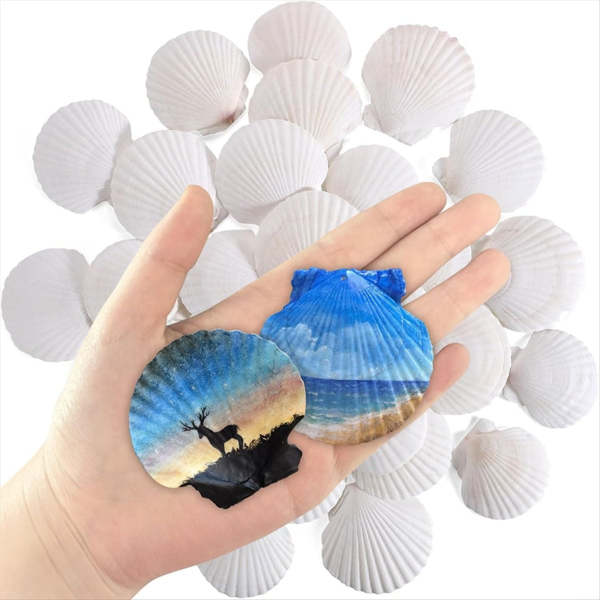 Click here for Unbranded 30 Pcs Natural Scallop Shells 2-3 Inch W... prices