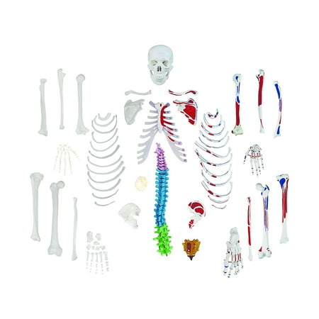 S09540 Total Disarticulated Skeleton | 5 Color-Coded Vertebrae, Muscle ...