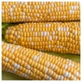Everwilde Farms - 50 Serendipity F1 Hybrid Bicolor Sweet Corn Seeds ...