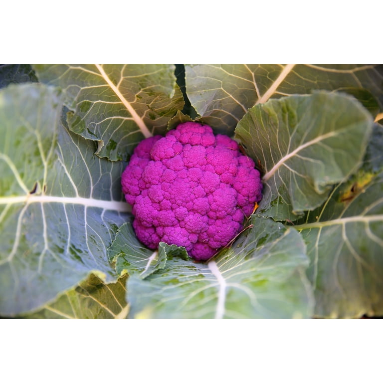 Cauliflower Bloom