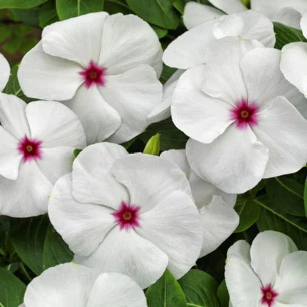 Annual Vinca Colors