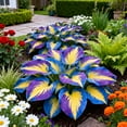 Rainbow Colorful Midnight Blue Hostas for Planting--(Non-Artificial ...