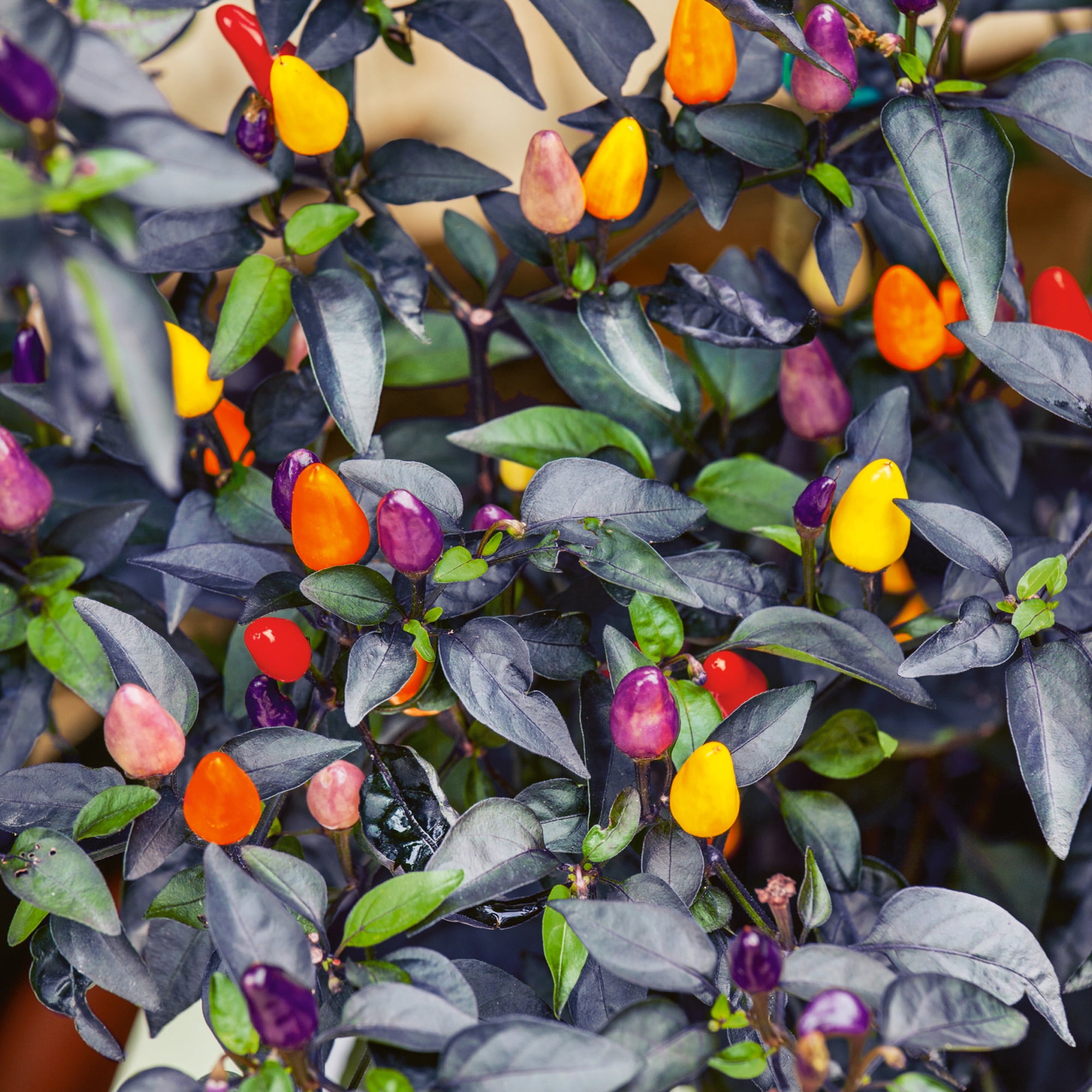 Autumn Time Ornamental Hot Pepper Seeds - 300 Mg Packet ~50 Seeds - Non ...