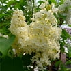 New Life Nursery & Garden, Primrose Yellow French Lilac Syringa Starter ...