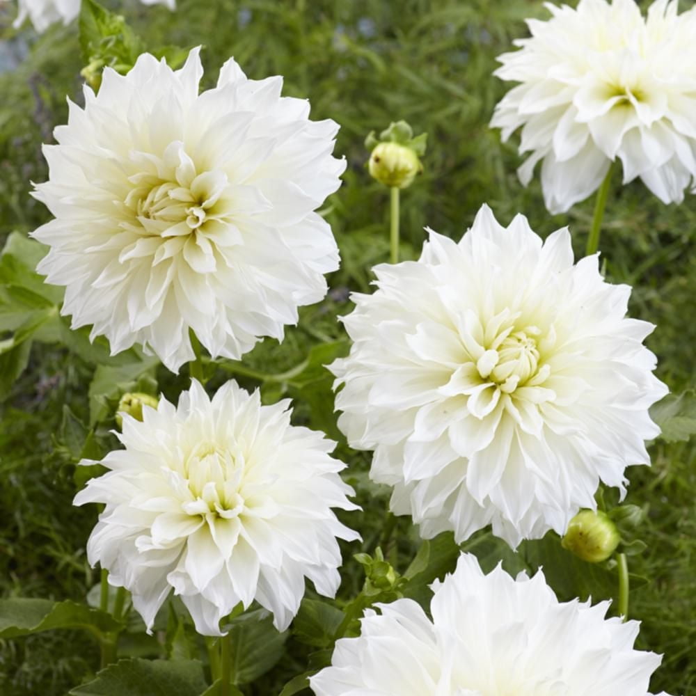 Click here for Tasc Flower Bulbs Dahlia Decorative White Perfecti... prices