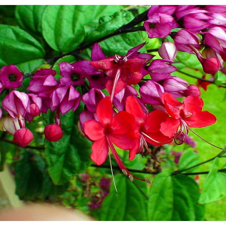 Bleeding Heart Vine Flower