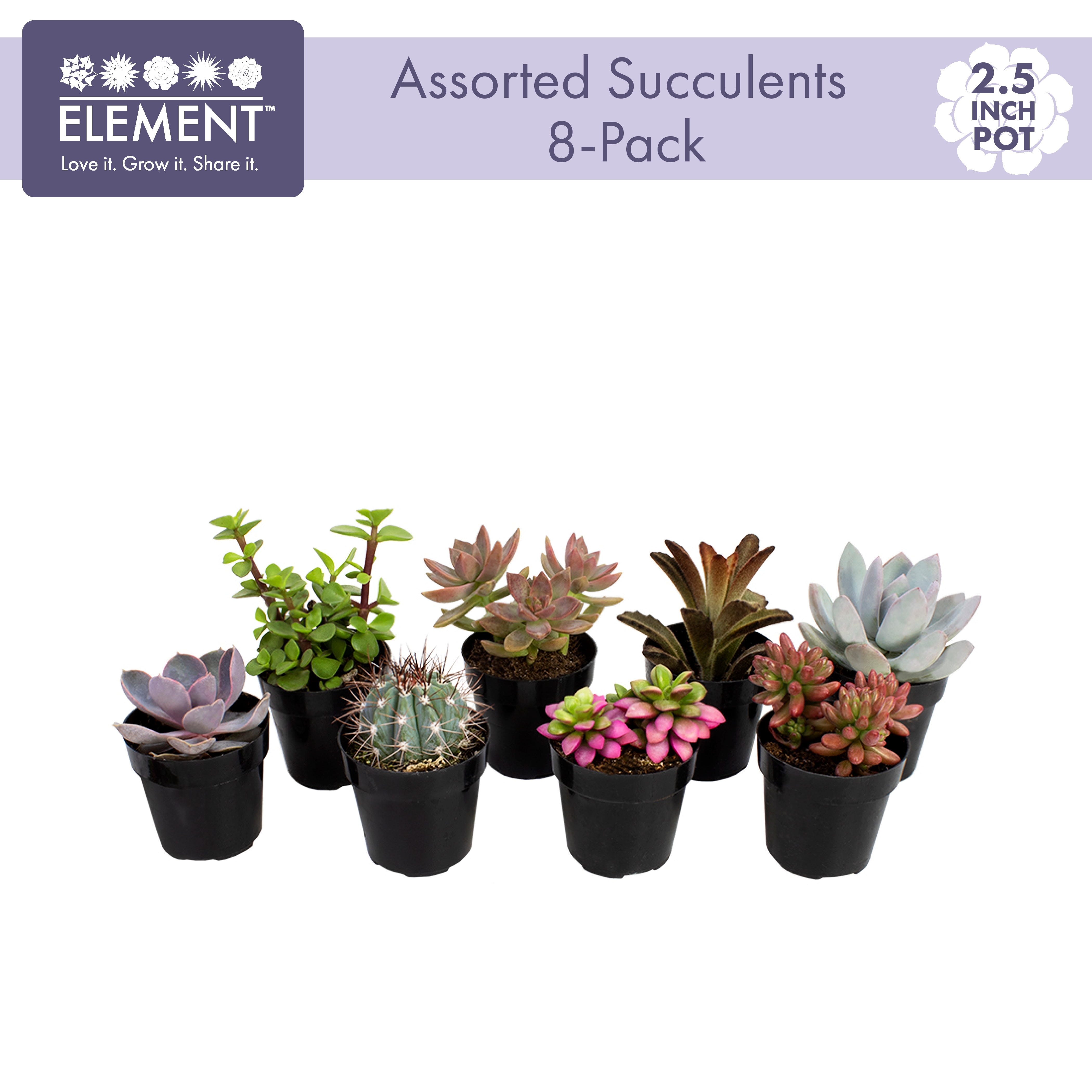 Element by Altman Plants Multicolor Succulent, Live Indoor House Plants ...