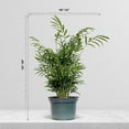 BLOSSOM BOOM GARDEN CENTER 18" Parlor Palm Live Plants in 6" Pots ...