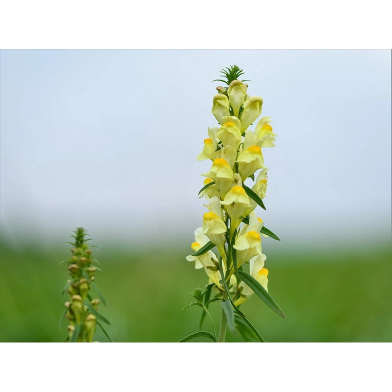 Wild Snapdragon Plant