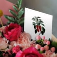 3drose, Chili Pepper Botanical Vector Illustration, 6 Greeting Cards ...