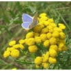 100 YELLOW TANSY Double Golden Buttons Fern Leaf Tanacetum Vulgare ...