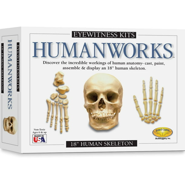Eyewitness Kits Perfect Cast Humanworks 18" Human Skeleton Cast, Paint ...