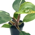 Philo White Knight, 4 inch, Rare Variegated Philodendron erubescens ...
