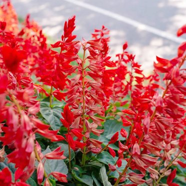 420 Salvia splendens Seeds Scarlet Sage Lamiaceae Mixing Color Dwarf ...