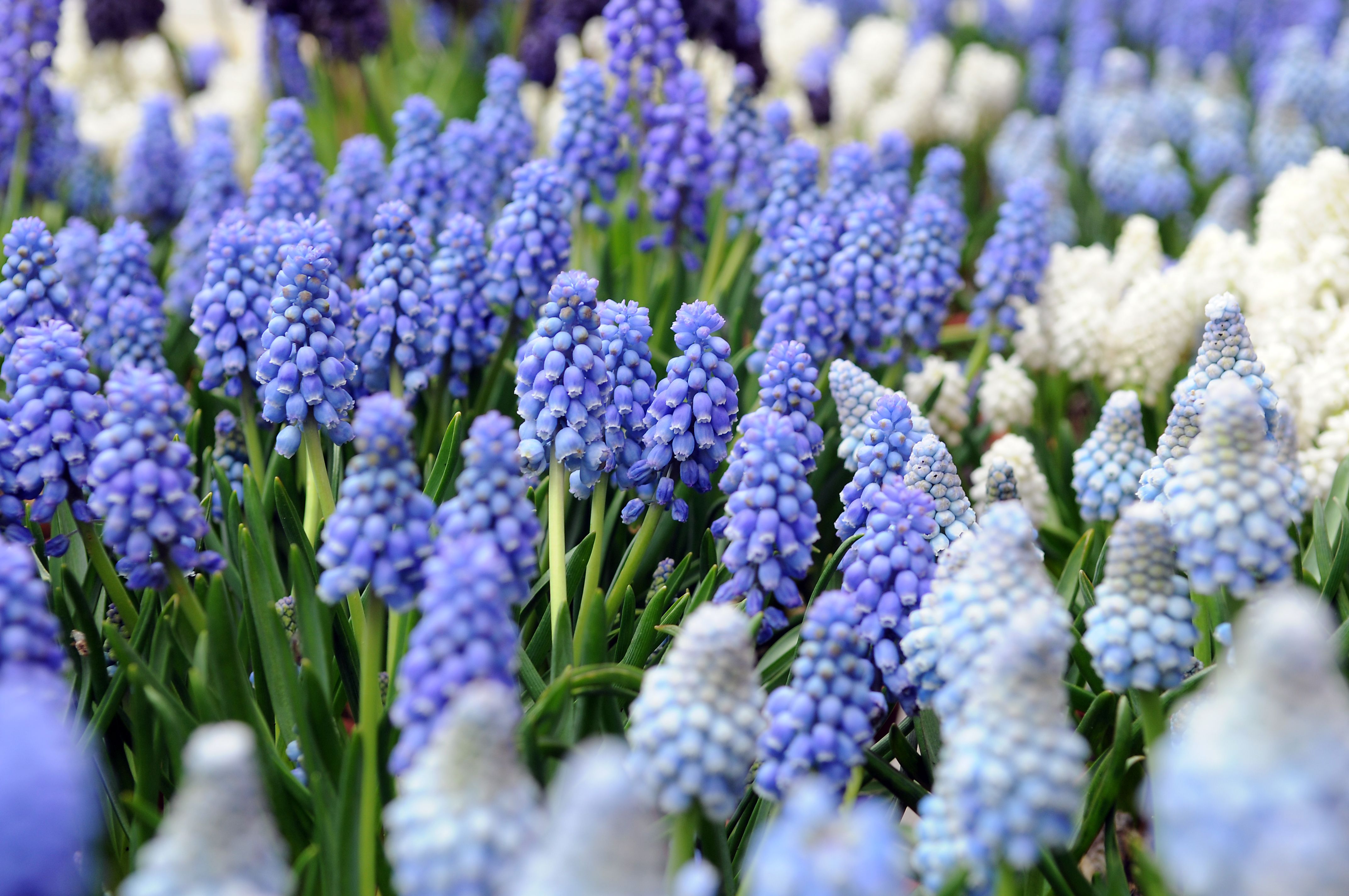 MUSCARI - PREFINISHED BULB - .75PT - ASSORTED COLORS - Walmart.com ...