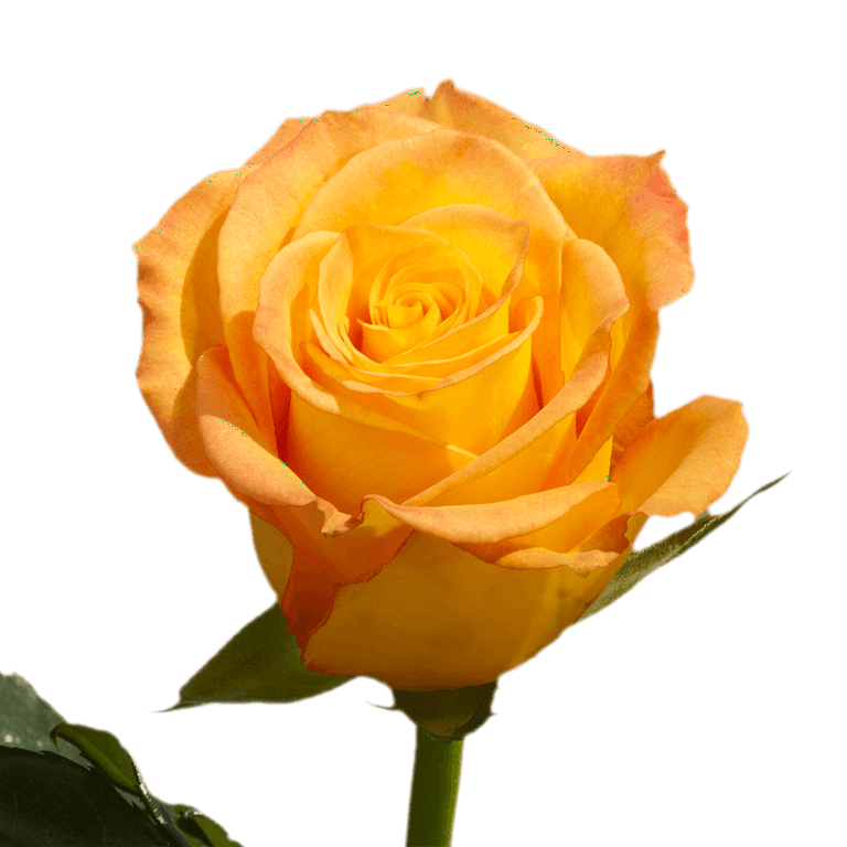 Yellow Roses With Pink Tips