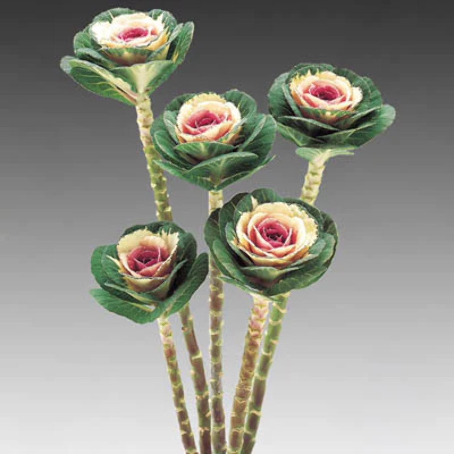 Ornamental Kale Crane Bicolor F1 Seed - Walmart.com