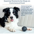Rx Vitamins Essentials for Dogs - Daily Dog Multivitamin Powder - with ...