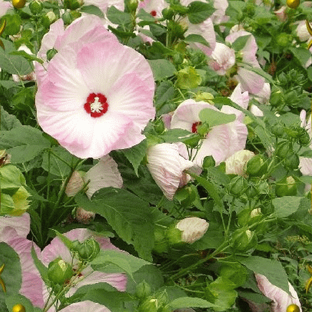 Everwilde Farms - 1 Oz Swamp Rose Mallow Native Wildflower Seeds - Gold ...