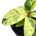 Ficus Moonshine Shivereana, 4 inch, Variegated Rubberplant, Splash ...