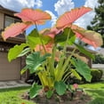 Blue Elephant Ear for Planting-(Non-Artificial)-Effortless to Raise ...