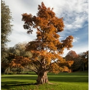 30 Arizona Ash Tree Seeds for Planting - Fraxinus Velutina - Walmart.com