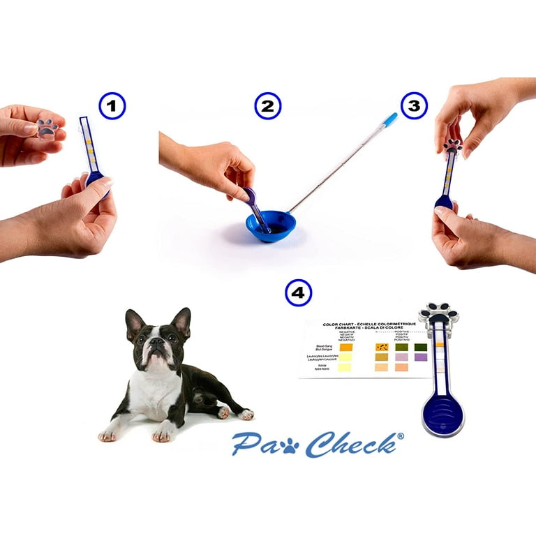 Home Test For Uti In Dogs - Homemade Ftempo