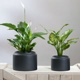 Porto Plant Pots - Matt Black Ceramic Jar Design Plant Pots Indoor ...