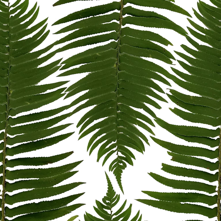 Flat Leaf Fern
