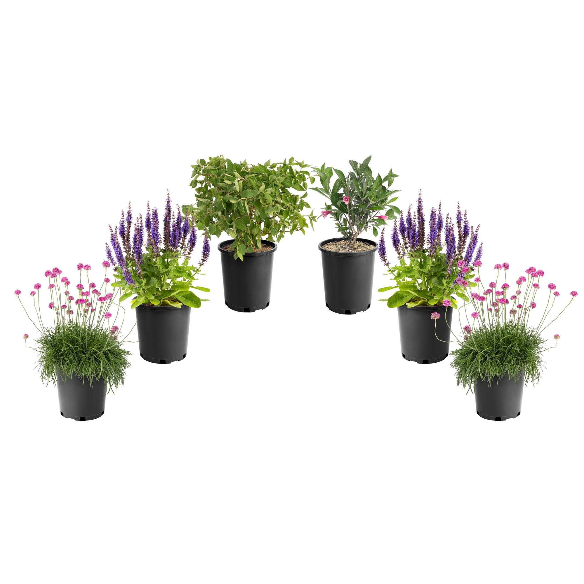 Click here for Landscp Essentials 1 Gallon Late Spring Garden Shr... prices