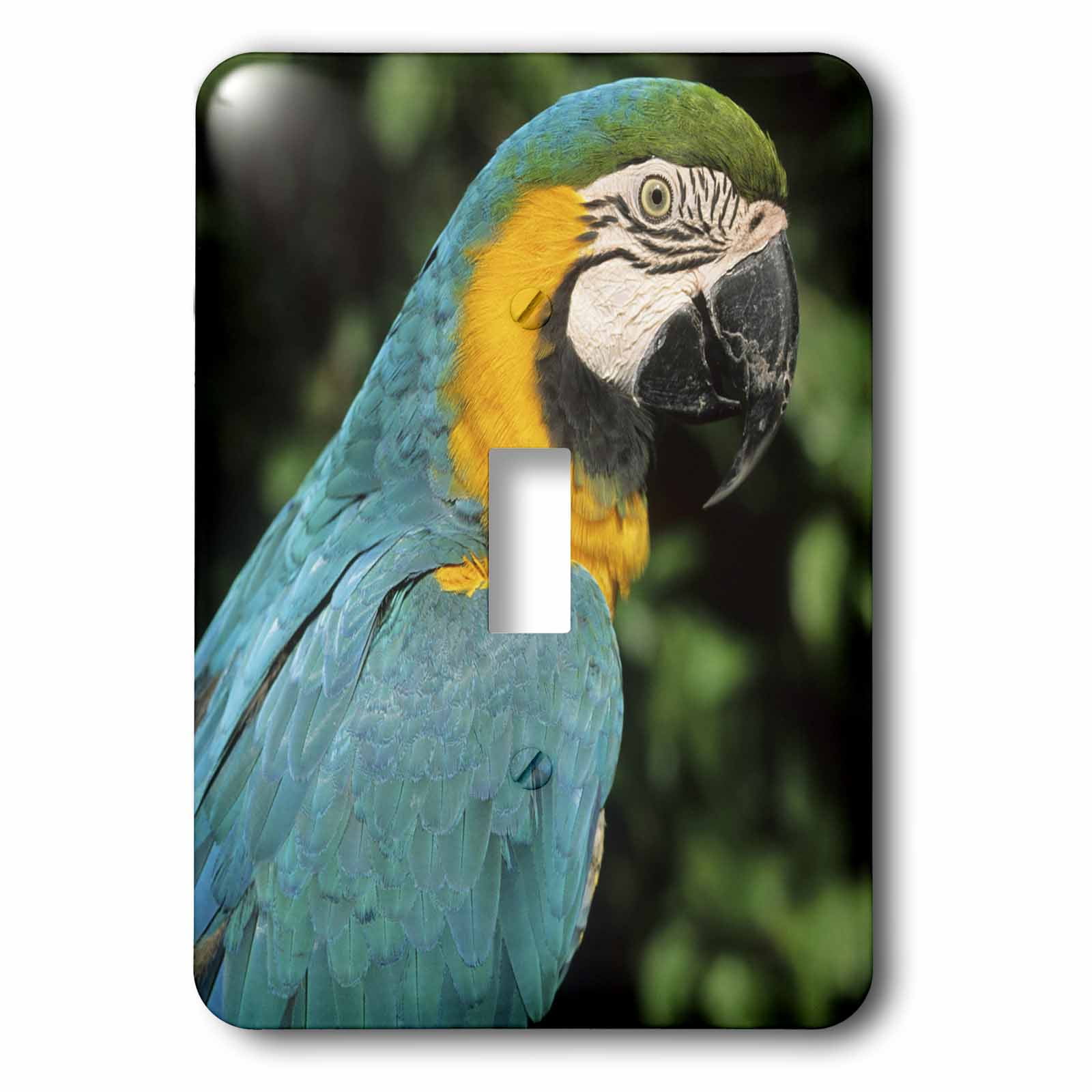 Blue and Yellow Macaw, Tropical Bird, Brazil - SA04 KSC0023 - Kevin Schafer single toggle switch ...