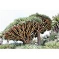 10 DRAGON TREE Dracaena Draco Canary Island Drago Blood Asparagus Yucca ...