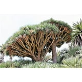 10 DRAGON TREE Dracaena Draco Canary Island Drago Blood Asparagus Yucca ...