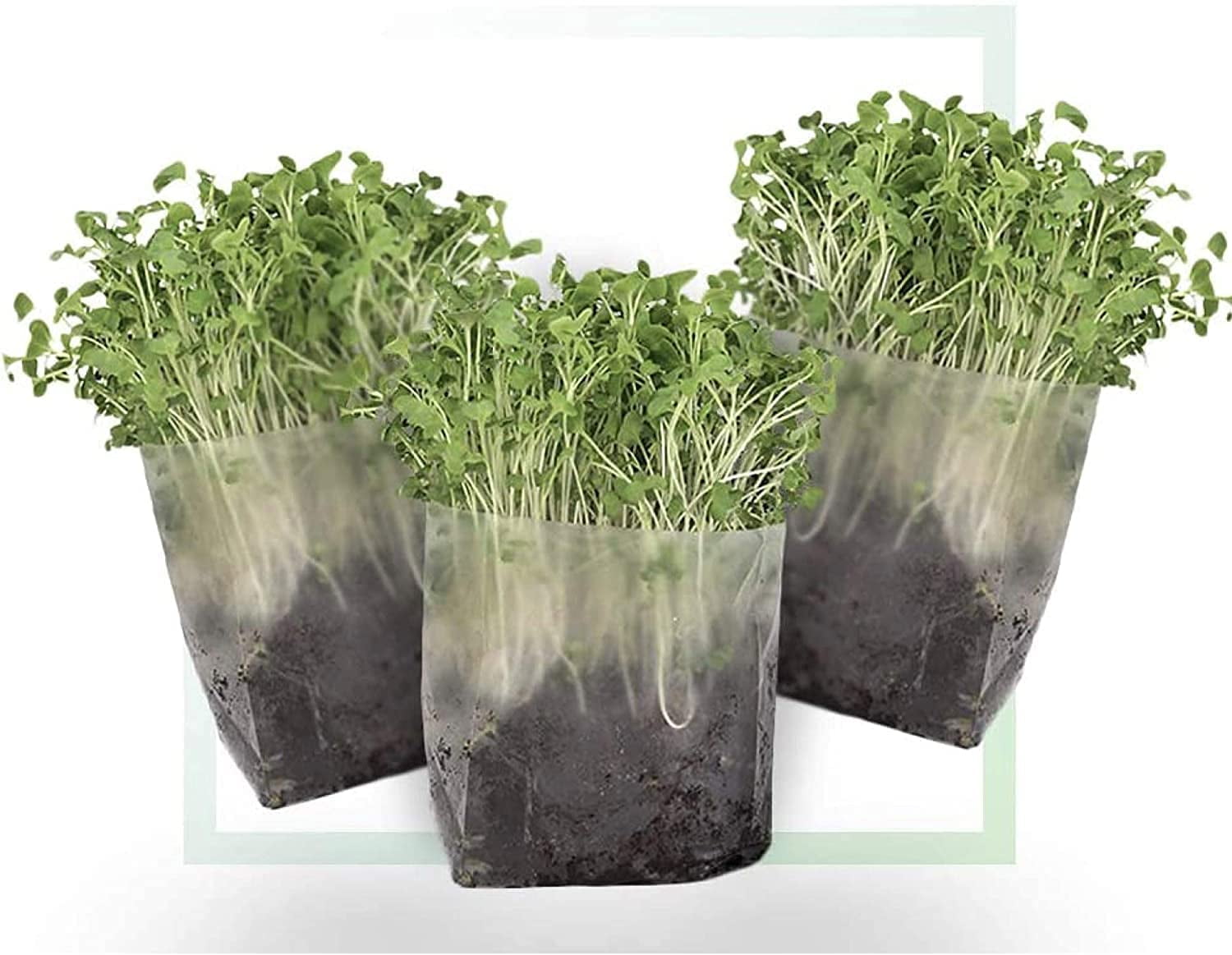 Window Garden Microgreens Grow Kit - Assorted Microgreen Seeds, Indoor ...
