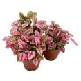 Pink Hypoestes phyllostachya 2 inch Set of 3 Flamingo Polka Dot Plant ...