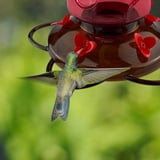 SNYNUXX Outdoor Extra Large Red Glass Hummingbird Feeder, 5 Feeding ...